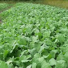 GRO FORAGE BRASSICA 2.5 LBS.